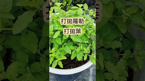 打拋葉 打拋羅勒｜簡介與栽培｜完整插枝秘訣｜聖羅勒 Holy Basil Youtube