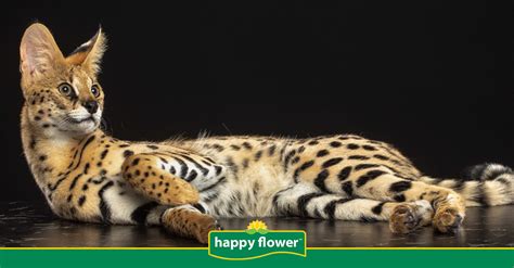 Razas De Gatos Con Orejas Grandes 37 Fotos ¿cómo Se Llama La Raza De