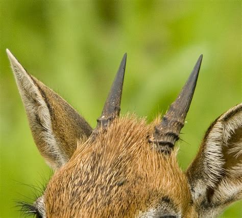 Dik Dik Pix
