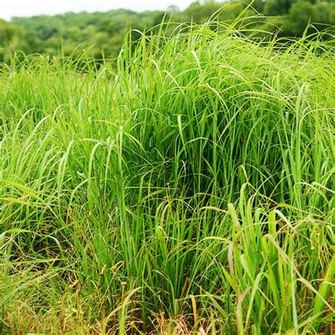 Post From Hamilton Native Outpost In 2025 Outpost Grass Flora
