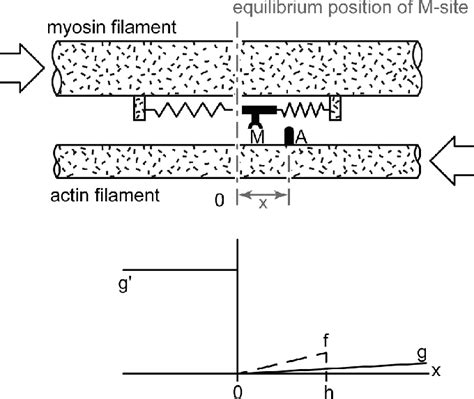 Schematic Representation Of The Cross Bridge Model As Perceived By