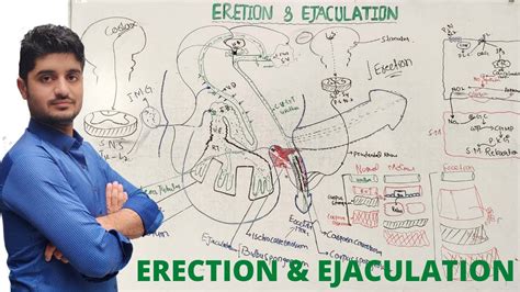 Erection And Ejaculation How And Why Male Penis Erect And Ejaculate