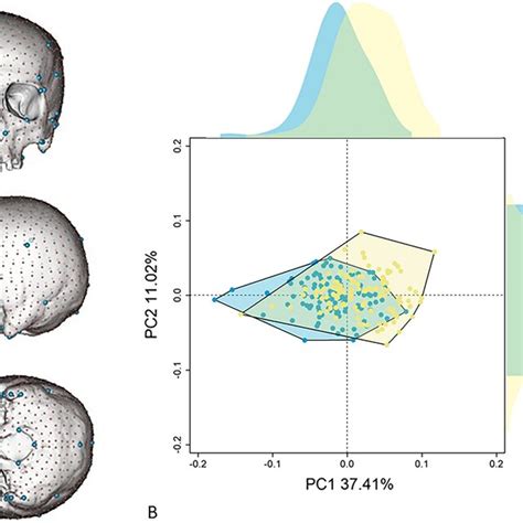 Cranial Form In Relation To Sex Landmark In Blue And Semilandmark