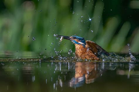 일반적인 유럽 킹피셔 녹색 자연 배경에 부리에 잡은 물고기 먹이와 물에서 등장 후 킹 피셔 비행 킹피셔는 작은 물고기를 잡았다