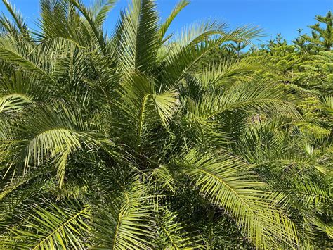 Palm Trees — Domenics Palm Nursery