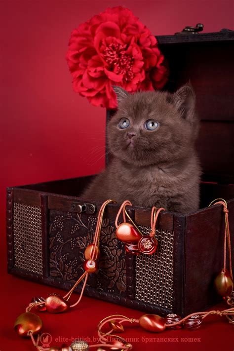 Шоколадный окрас британских кошек. Фото британских кошек, котов, котят ...