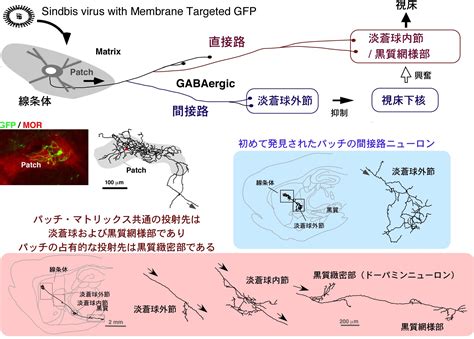 単一線条体ニューロンの軸索投射様式 北海道大学 大学院医学研究院 解剖学分野 組織細胞学教室