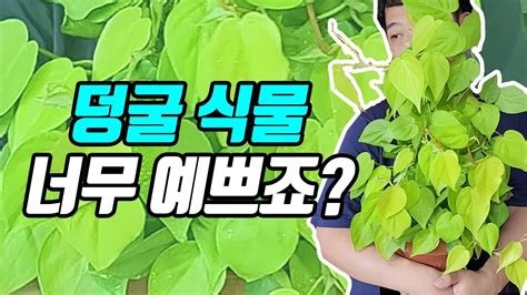 햇빛없이 그늘에서 잘 자라는 키우기 쉬운 예쁜 덩굴 관엽 식물 종류 6가지 Youtube