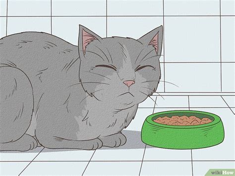 How To Tell If A Cat Has Rabies Symptoms Prevention