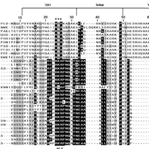 Sequence Alignment Using Mega X Software Of A Conserved Region Of 10