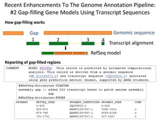 The NCBI Eukaryotic Genome Annotation Pipeline And Alternate Genomic Sequences PPTX Genetics