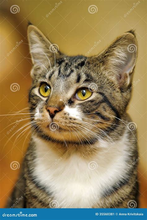 Portret Jonge Kat Stock Afbeelding Image Of Rand Betoverend 35560381