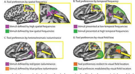 Figure 4 From Reciprocal Interactions Among Parietal And Occipito Temporal Representations