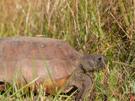 Gopher Tortoise I Found On The Side Of The Road While Biking R Pics
