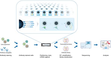 Linking Two Worlds Rna And Protein At Single Cell Resolution Singleron