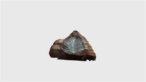 Fossilization Example Fern Impression Download Free 3d Model By