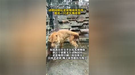浙江一动物园回应老虎瘦成皮包骨：那是一只老年狮虎兽腾讯新闻