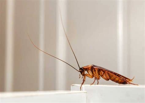 6 Legged Insects Id Guide 12 Examples Photos The Buginator
