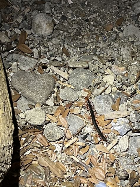 Chinese Red Headed Centipede From 無人島黒島 On May 5 2023 At 01 35 Am By