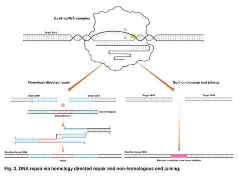 Solved Part Design Donor Template DNA For Chegg Com