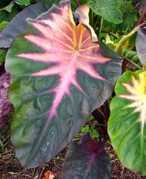 Colocasia Esculenta Madeira Star
