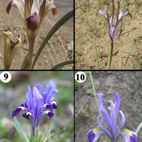 Living Plant Of I Longiscapa A Complete Plant B C Complete Download Scientific Diagram