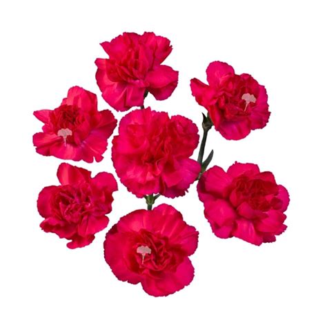 Sb Talee Breeders And Propagators Of Cut Flower Ornamental