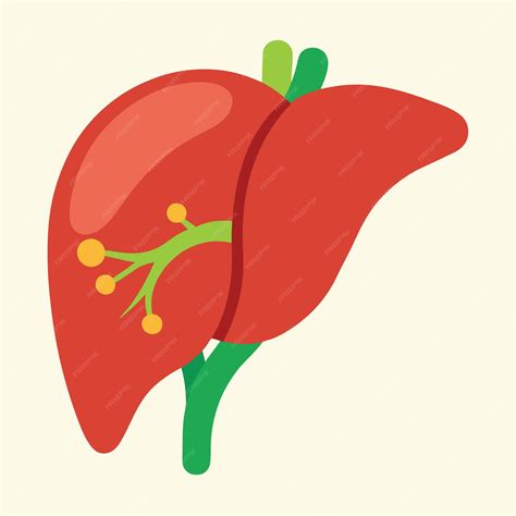 Detailed Liver Vector Anatomical And Educational Design Premium Ai