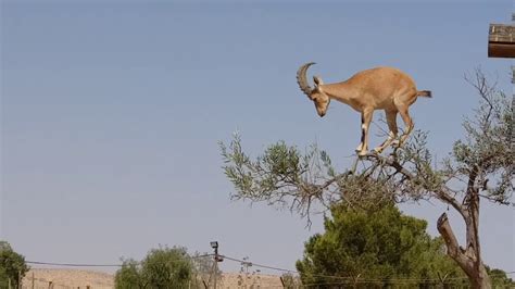 יעל בשדה בוקר Youtube