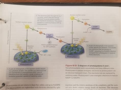 Biology Chapter 8 Flashcards Quizlet