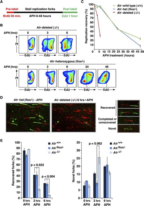 Replication Fork Collapse In Wild Type And Atr Deficient Cells A Download Scientific Diagram