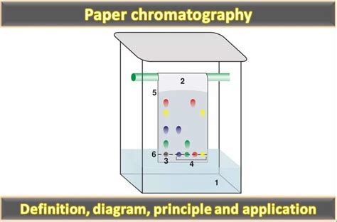 Paper Chromatography Diagram Explained At Lisa Cunningham Blog