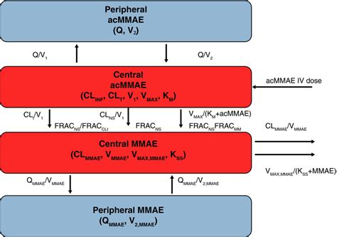 Schematic Representation Of The Structural Acmmae Mmae Model Download Scientific Diagram