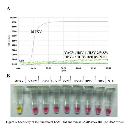 Specificity Of The Fluorescent Lamp A And Visual Lamp Assay B The