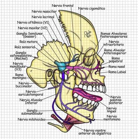 Ramas Terminales Del Nervio TrigÉmino Dolopedia