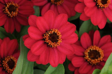 Zinnia Marylandica Zahara Raspberry