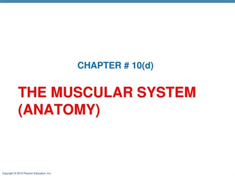 PPT THE MUSCULAR SYSTEM ANATOMY PowerPoint Presentation Free Download ID