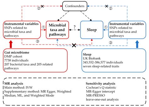 Causality Investigation Between Gut Microbiome And Sleep Related Traits A Bidirectional Two