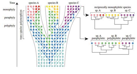 Differences Among Various Types Of Phylogeny Leliaert Et Al 2014 Download Scientific Diagram