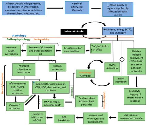 Lacunar Stroke Pathophysiology