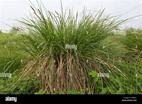 Greater Tussock Sedge Banque De Photographies Et Dimages à Haute