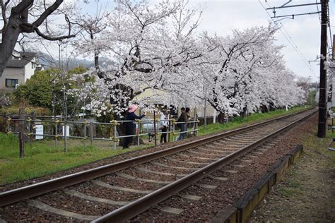 嵐電、桜のトンネル ふうせん老人日記 楽天ブログ