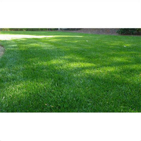 Green Lawn Grass At Best Price In Pune Maharashtra Trimurti Lawn