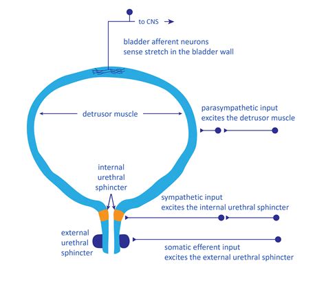 Urinary Bladder Function Wellspect