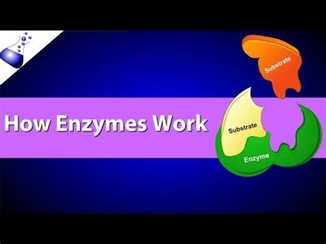 How Enzymes Work Instructional Video For 9th 12th Grade Lesson Planet