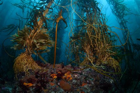 Repairing Our Kelp Forests Via Species Conservation Marine Species