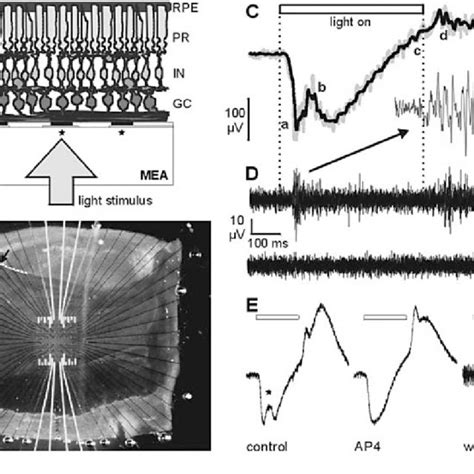 Pdf Biological Application Of Microelectrode Arrays In Drug Discovery