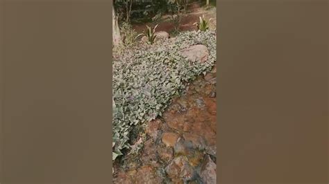 Jaydev Vatika Bhubaneswar Youtube