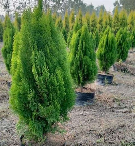 Oriental Arbor Vitae Sri Krishna Nursery