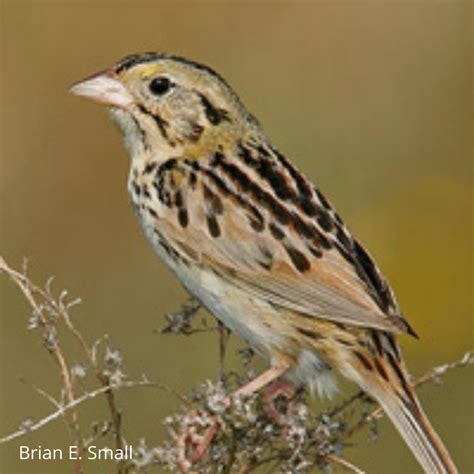 Henslows Sparrow South Shore Joint Initiative